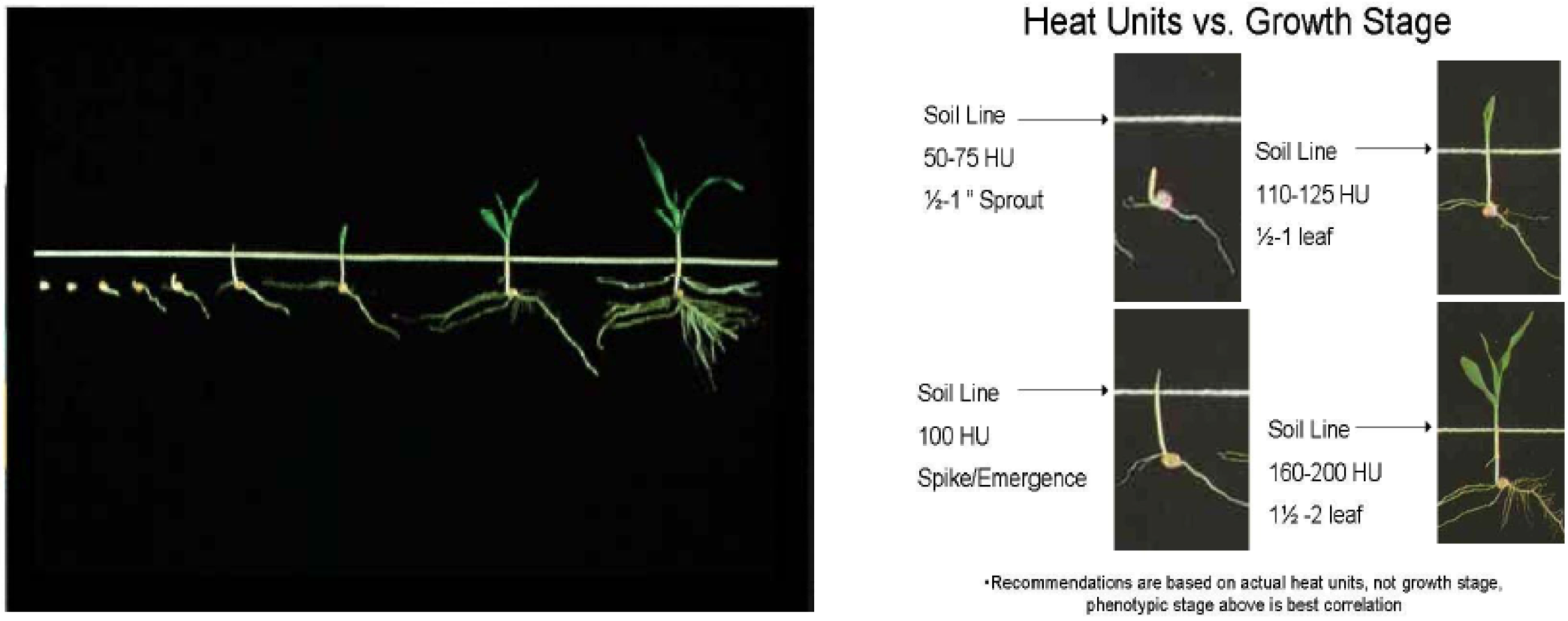 Corn Germination Process | Dyna-Gro Seed
