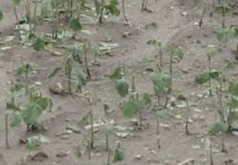 Understanding Early Season Frost Damage | Dyna-Gro Seed