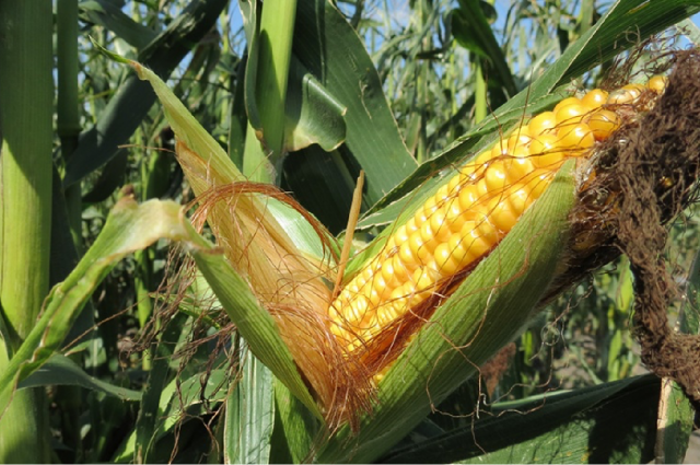 Corn Replant Options | Dyna-Gro Seed