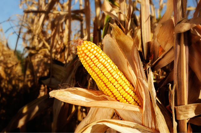 Corn Germination Process | Dyna-Gro Seed