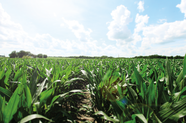 Corn Replant Decisions | Dyna-Gro Seed