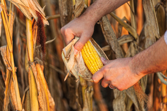 Diagnosing Corn Seedling Problems | Dyna-Gro Seed