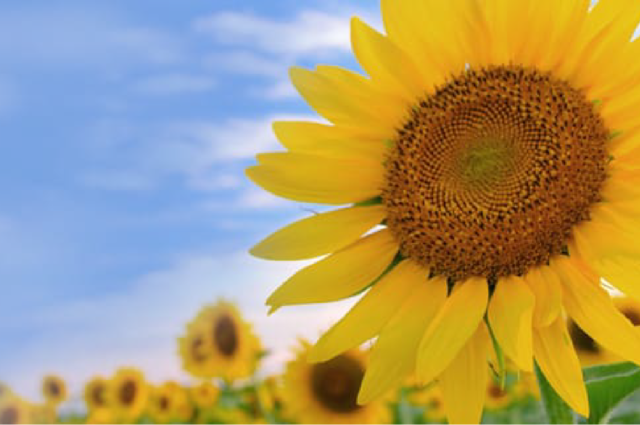 Management of Clearfield Sunflowers | Dyna-Gro Seed