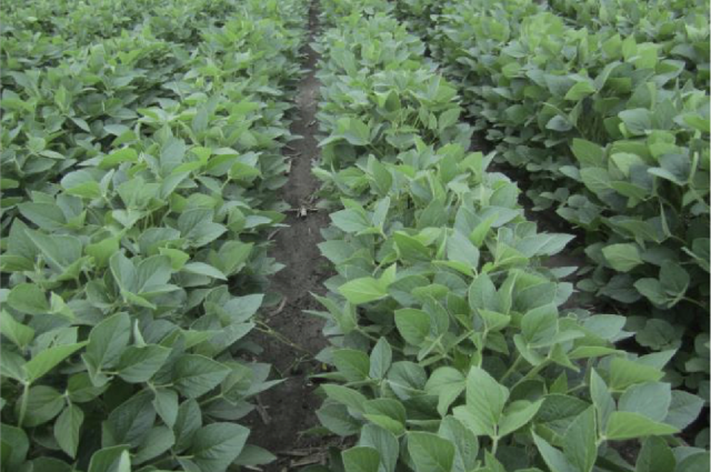 Soybean Seed Size | Dyna-Gro Seed