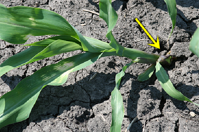 Rootless Corn Syndrome | Dyna-Gro Seed