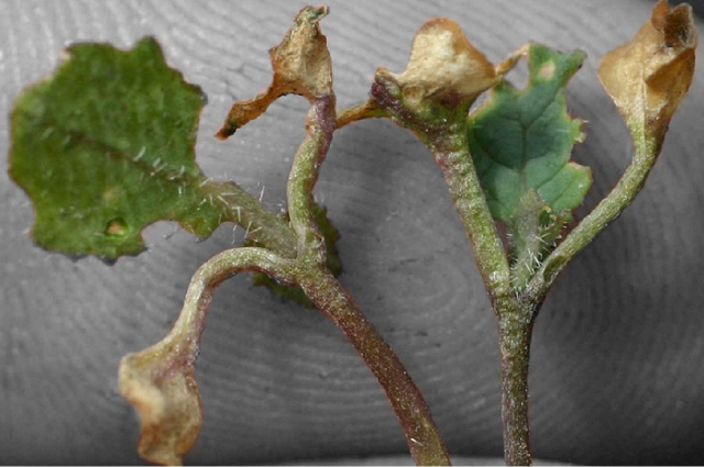 Understanding Early Season Frost Damage | Dyna-Gro Seed