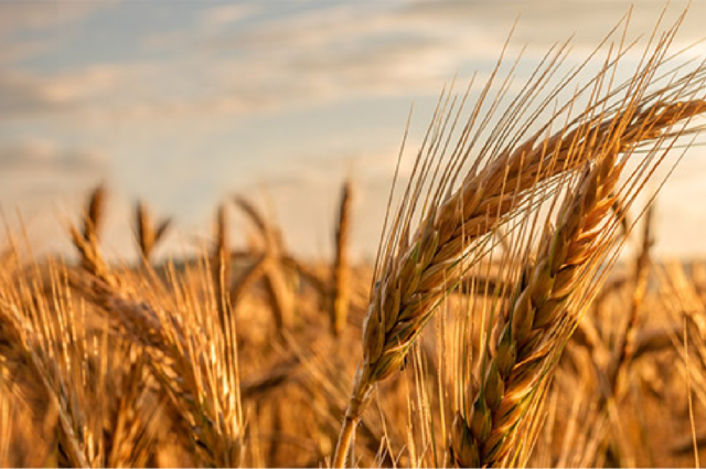 Head Scab in Wheat | Dyna-Gro Seed