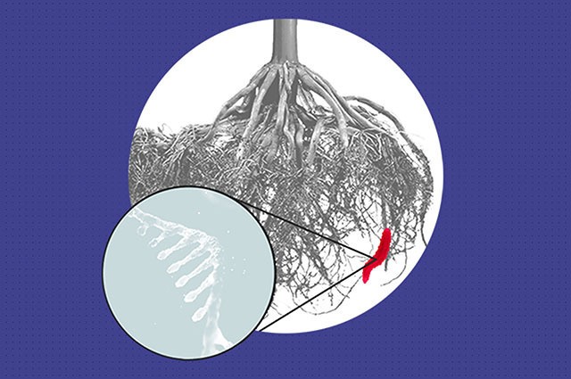 Bayer’s SmartStax® PRO Now in Dyna‑Gro® Seed | Dyna-Gro Seed