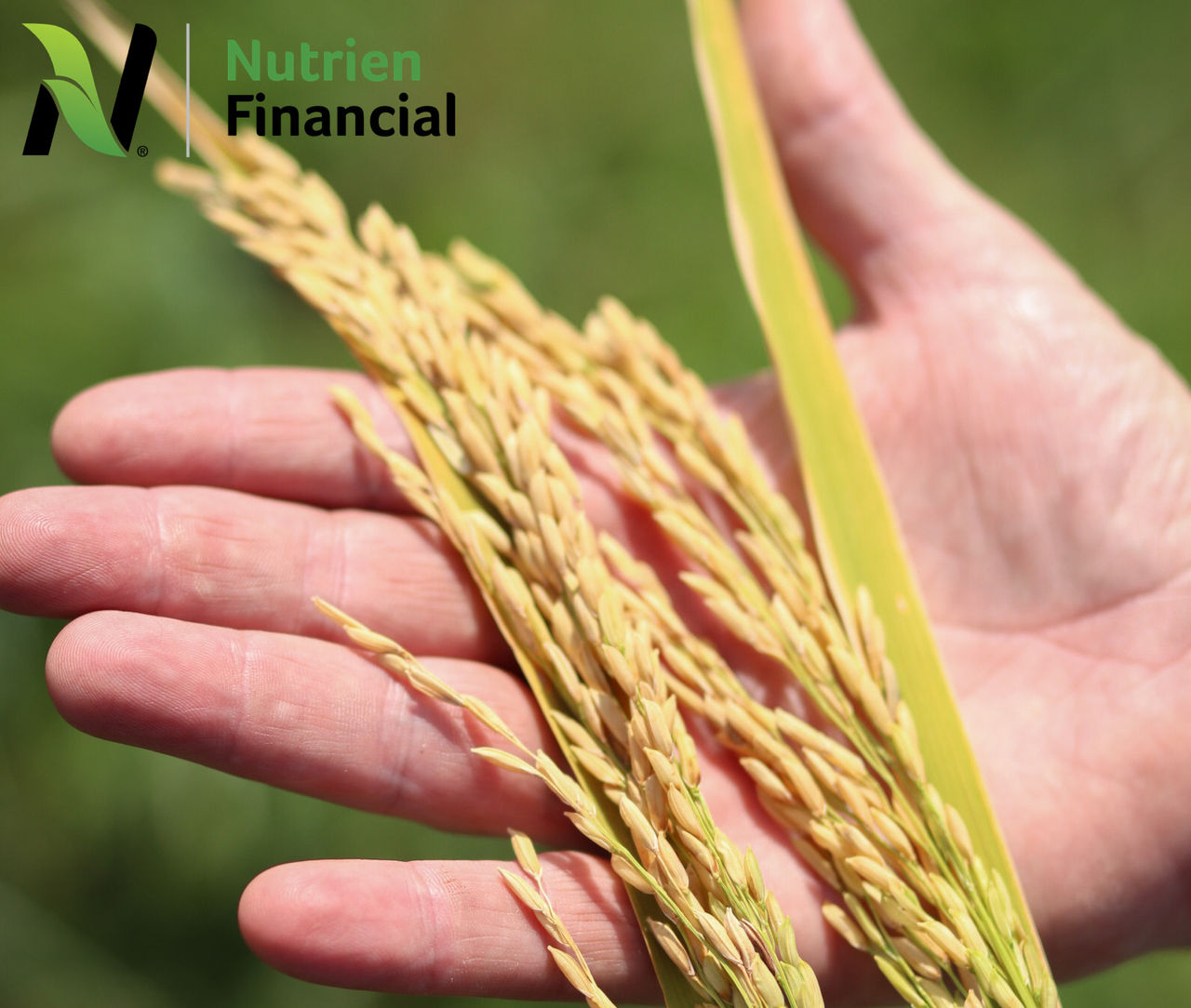 Four Capital Management Techniques to Support Rice Growers Post-Planting